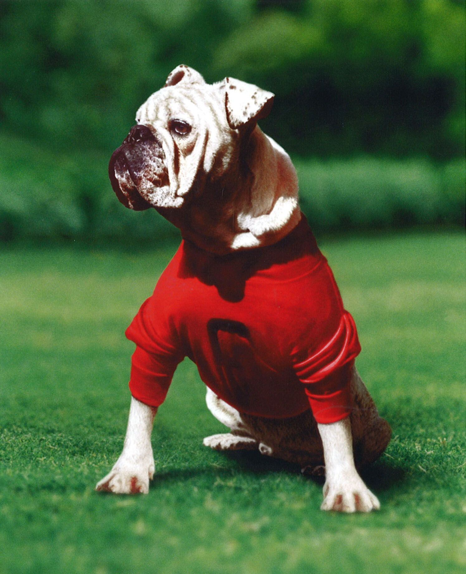 How Much Does Uga Bulldog Weight
